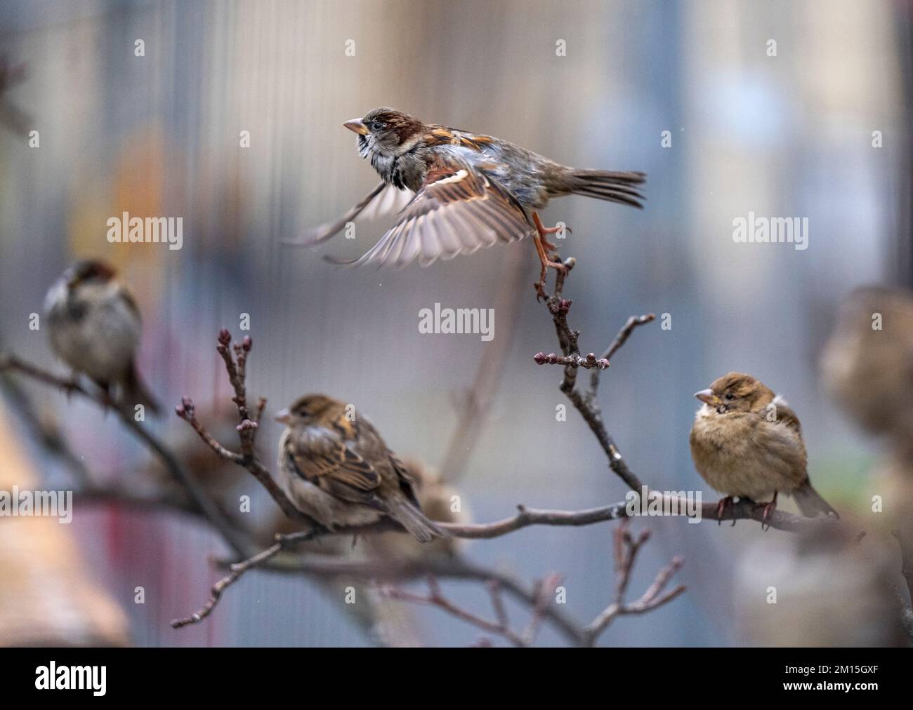 10 December 2022, Berlin: A sparrow takes flight while his fellow ...