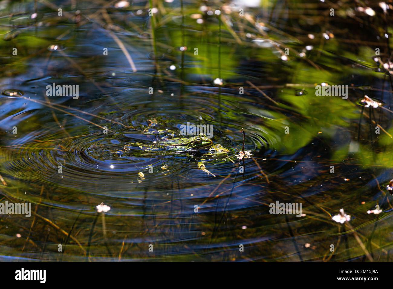 Two pond frogs swim piggyback in the water and create a whirlpool that ...