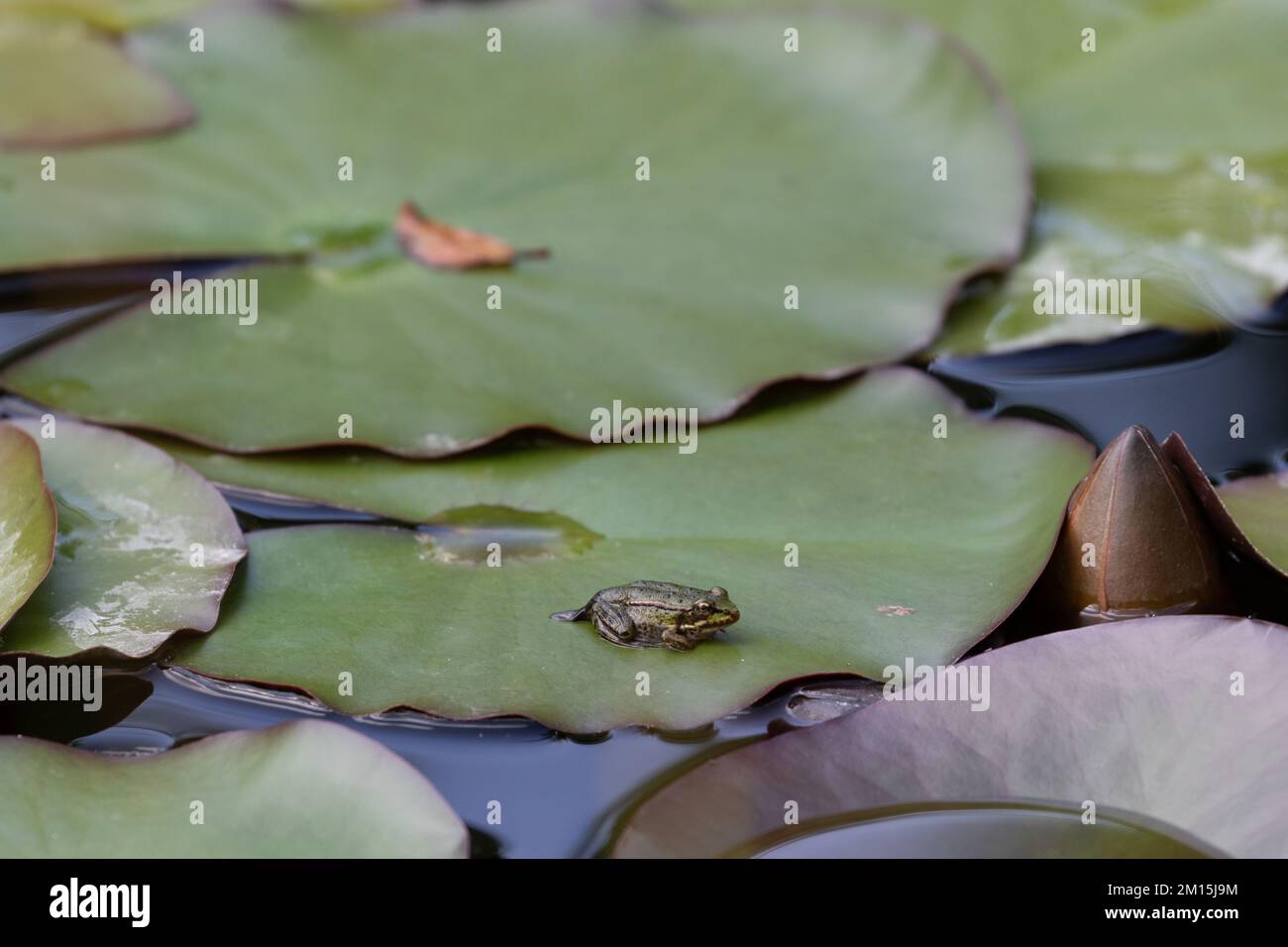 Small garden pond summer hi-res stock photography and images - Alamy