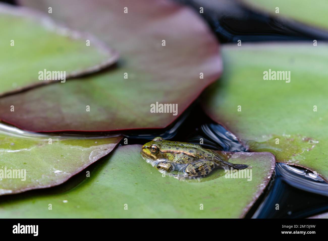 Young frog hi-res stock photography and images - Alamy