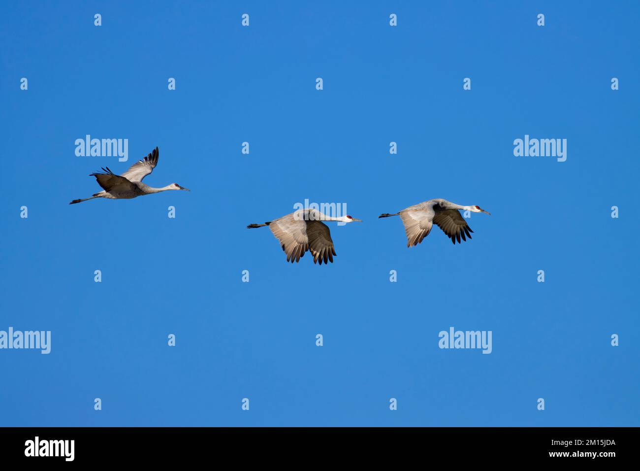 Sandhill crane (Grus canadensis), Llano Seco Unit, Steve Thompson North ...