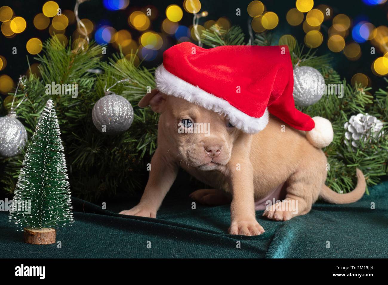 Little cute curious brown American Bully puppy in a Santa hat looking ...