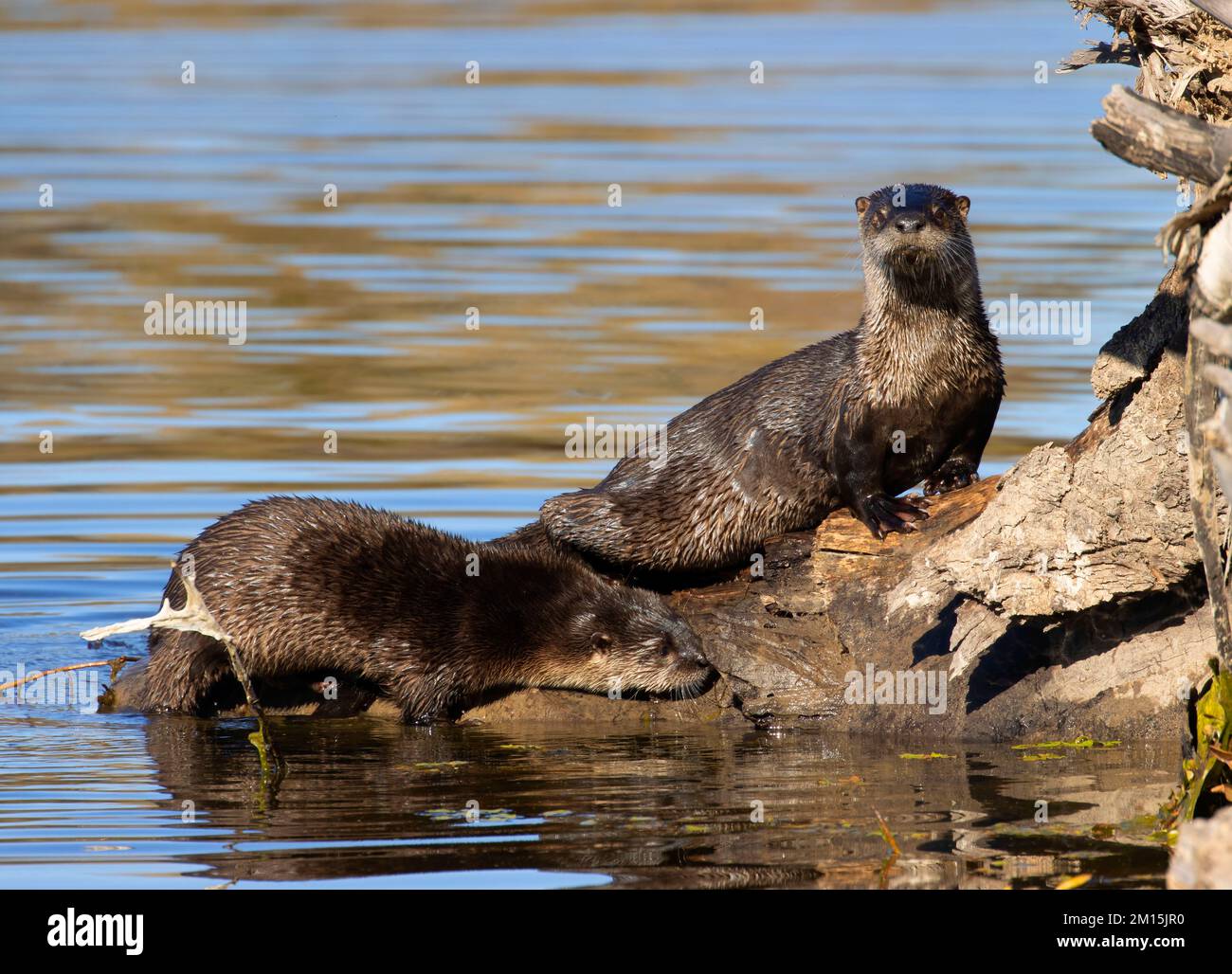 River otter (Lontra canadensis), Gray Lodge Wildlife Area, California ...