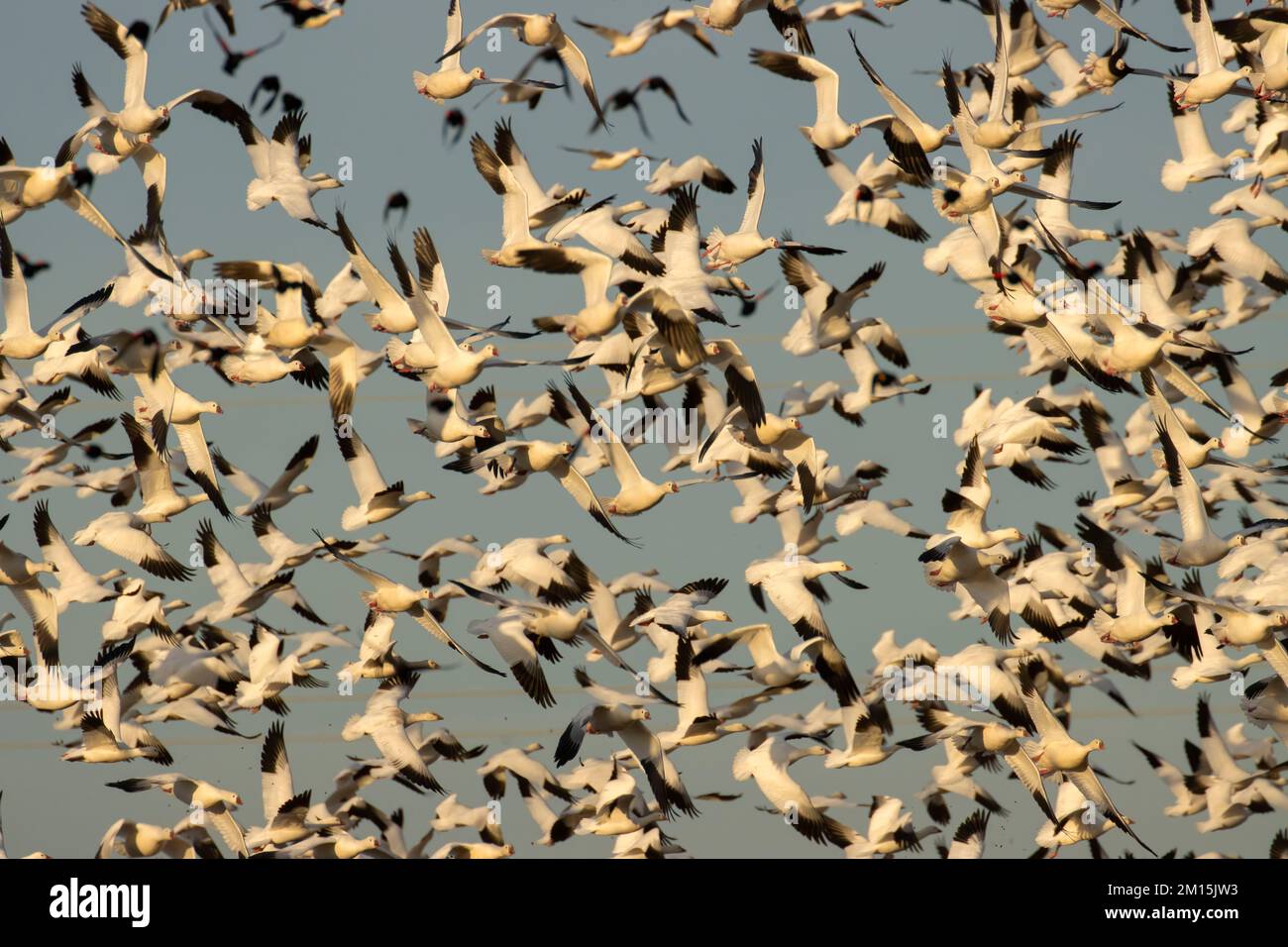 Colusa national wildlife refuge hi-res stock photography and images - Alamy