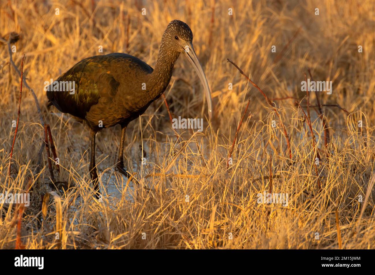 White-faced ibis (Plegadis chihi), Colusa National Wildlife Refuge ...