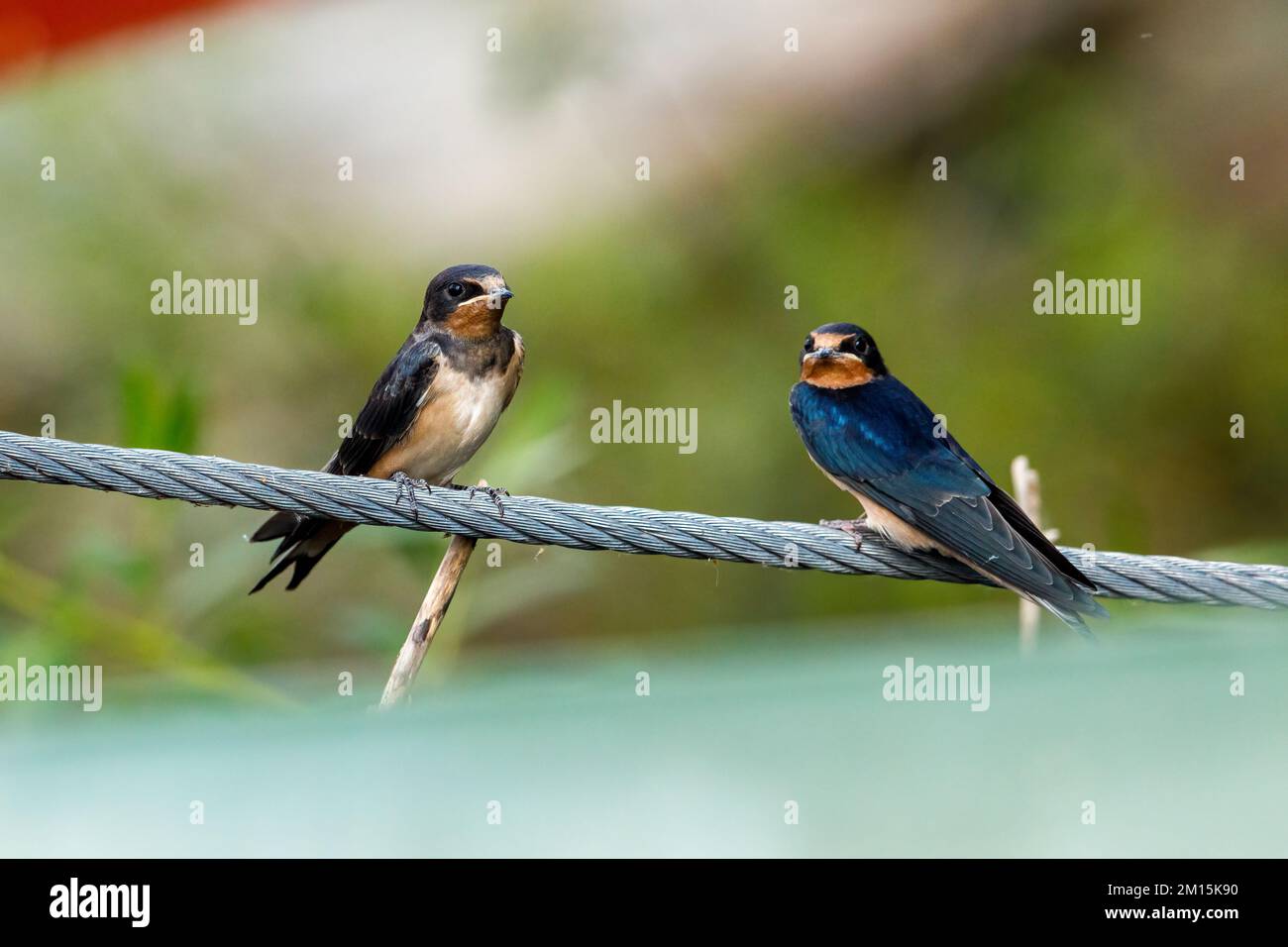 Swallows house hi-res stock photography and images - Alamy