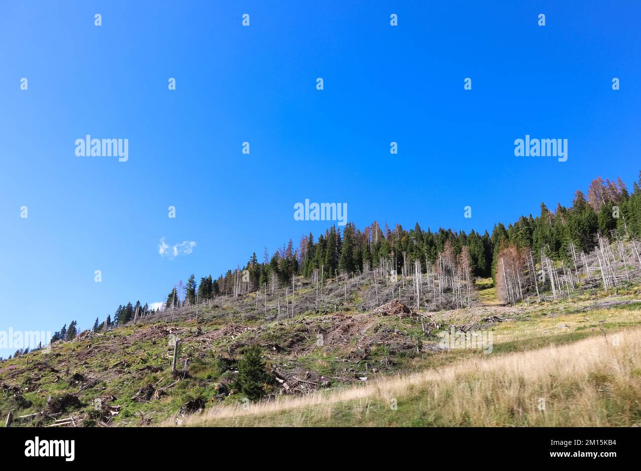 mountain and trees uprooted and uprooted due to Storm Adrian also known ...