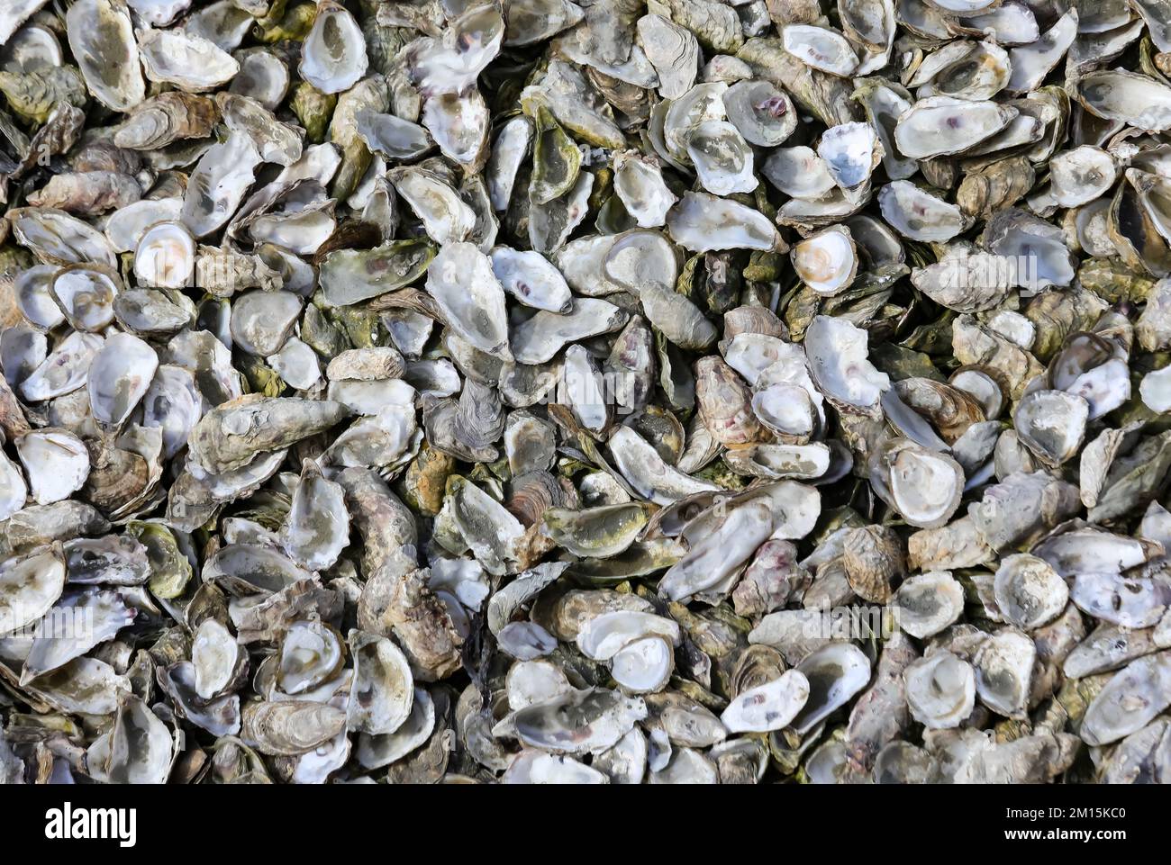 background of thousands of oyster shells after eating them on the beach ...