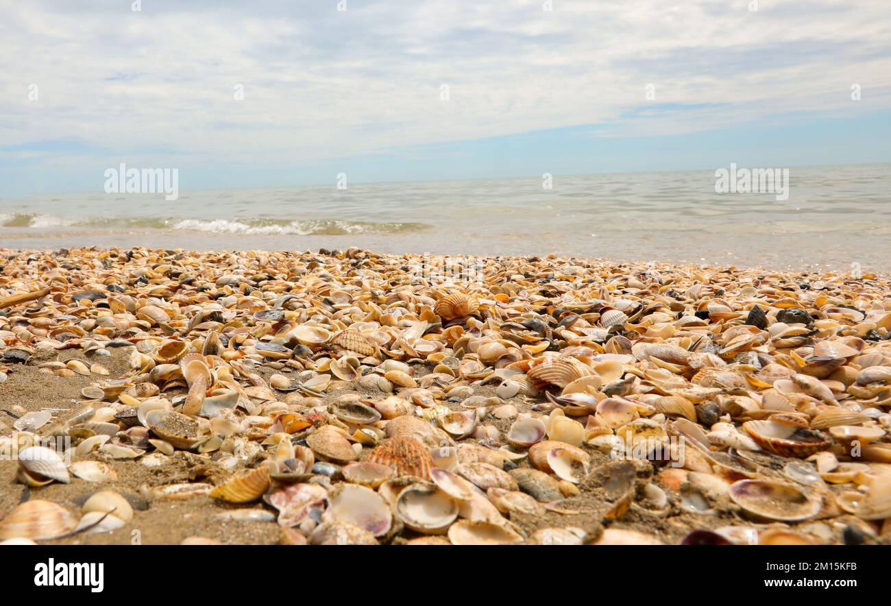 Thousand shells hi-res stock photography and images - Alamy