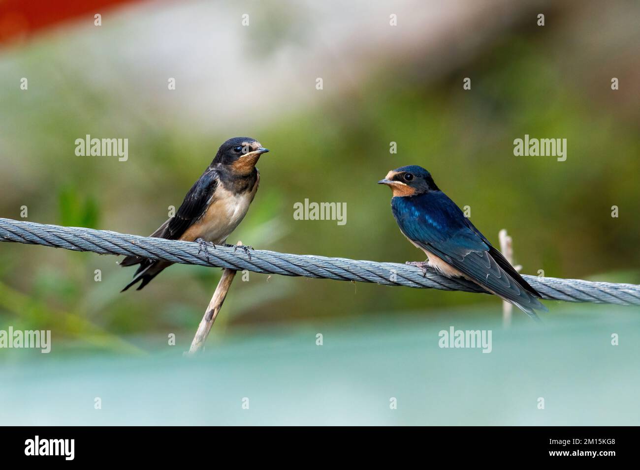 Two swallows or house martins Stock Photo - Alamy