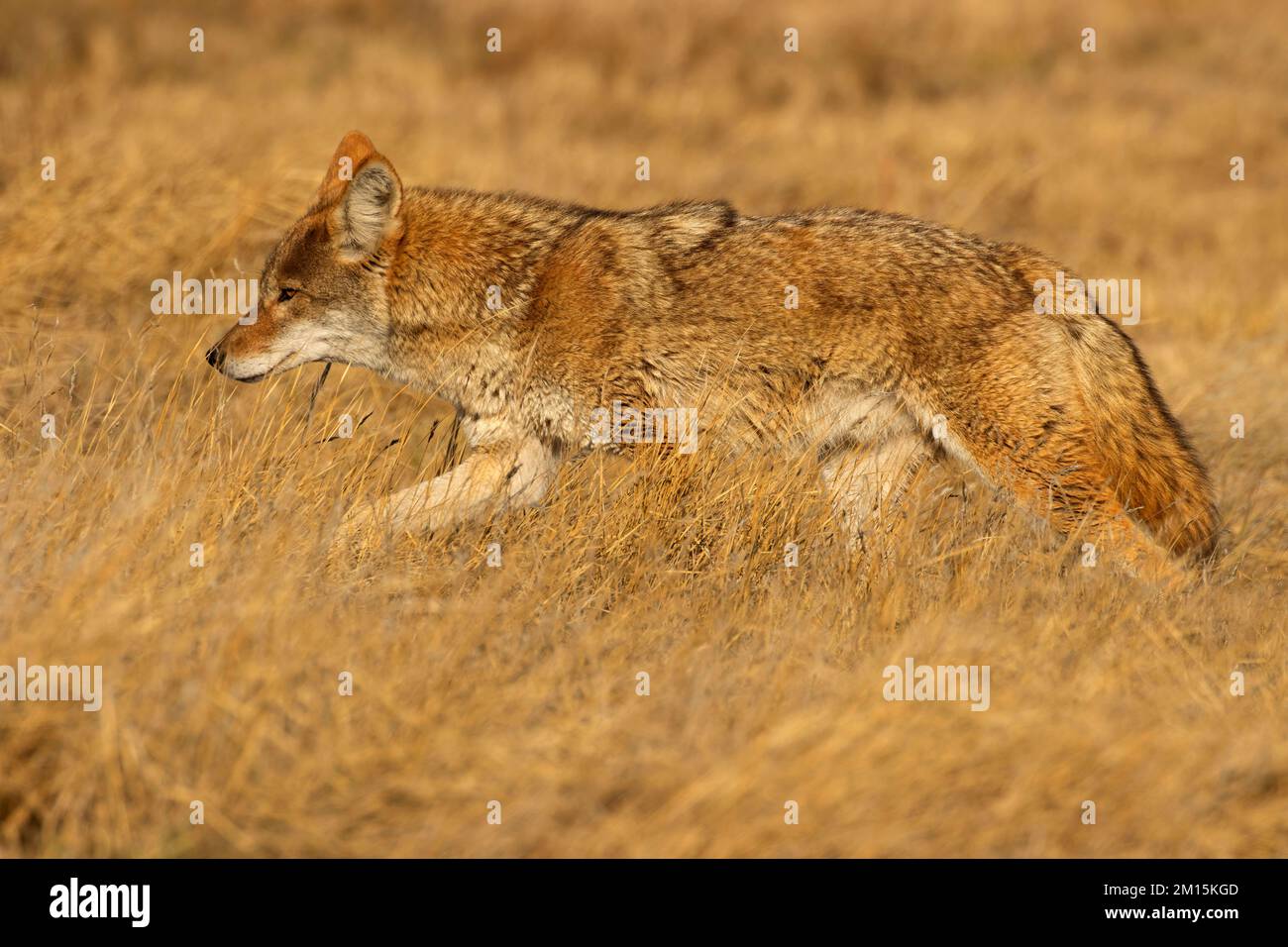 Coyote (Canis latrans), San Luis National Wildlife Refuge, California ...