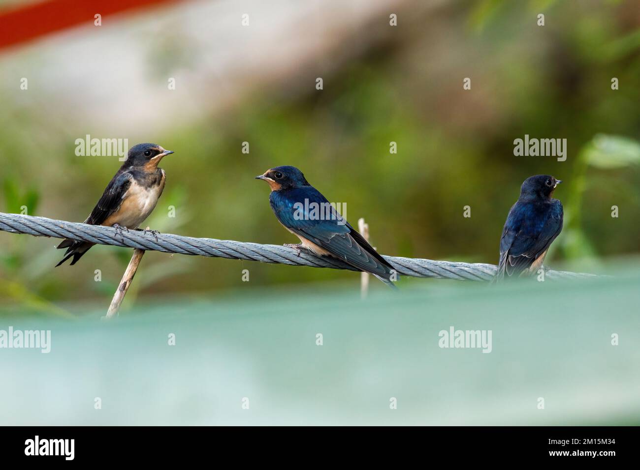 House martin bird hi-res stock photography and images - Alamy