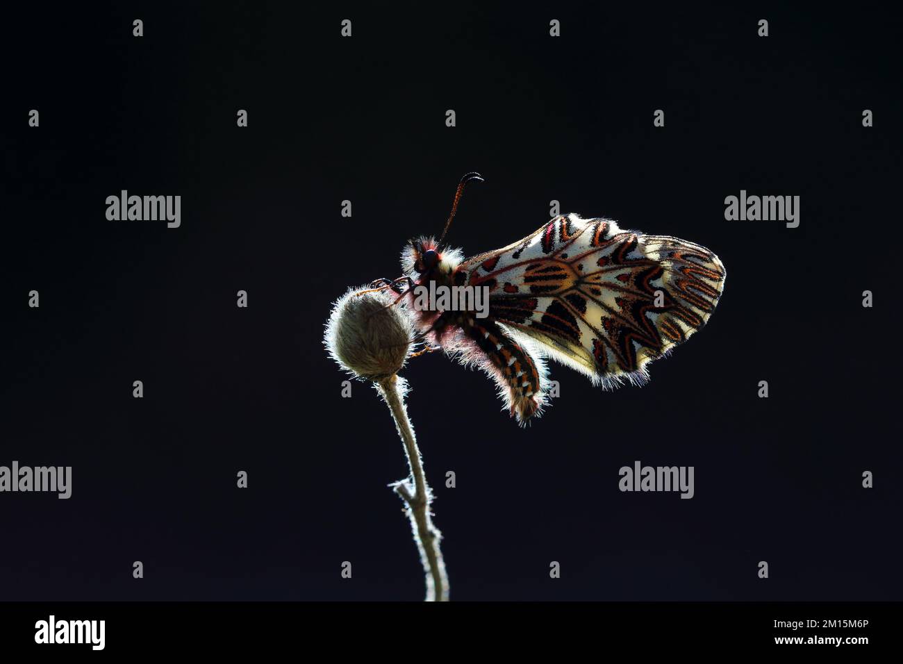 colorful bitterfly on dried plant Zerynthia polyxena Papilionidae Stock ...