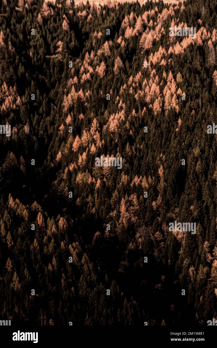A vertical aerial view of a dark autumn forest on the hillside Stock ...