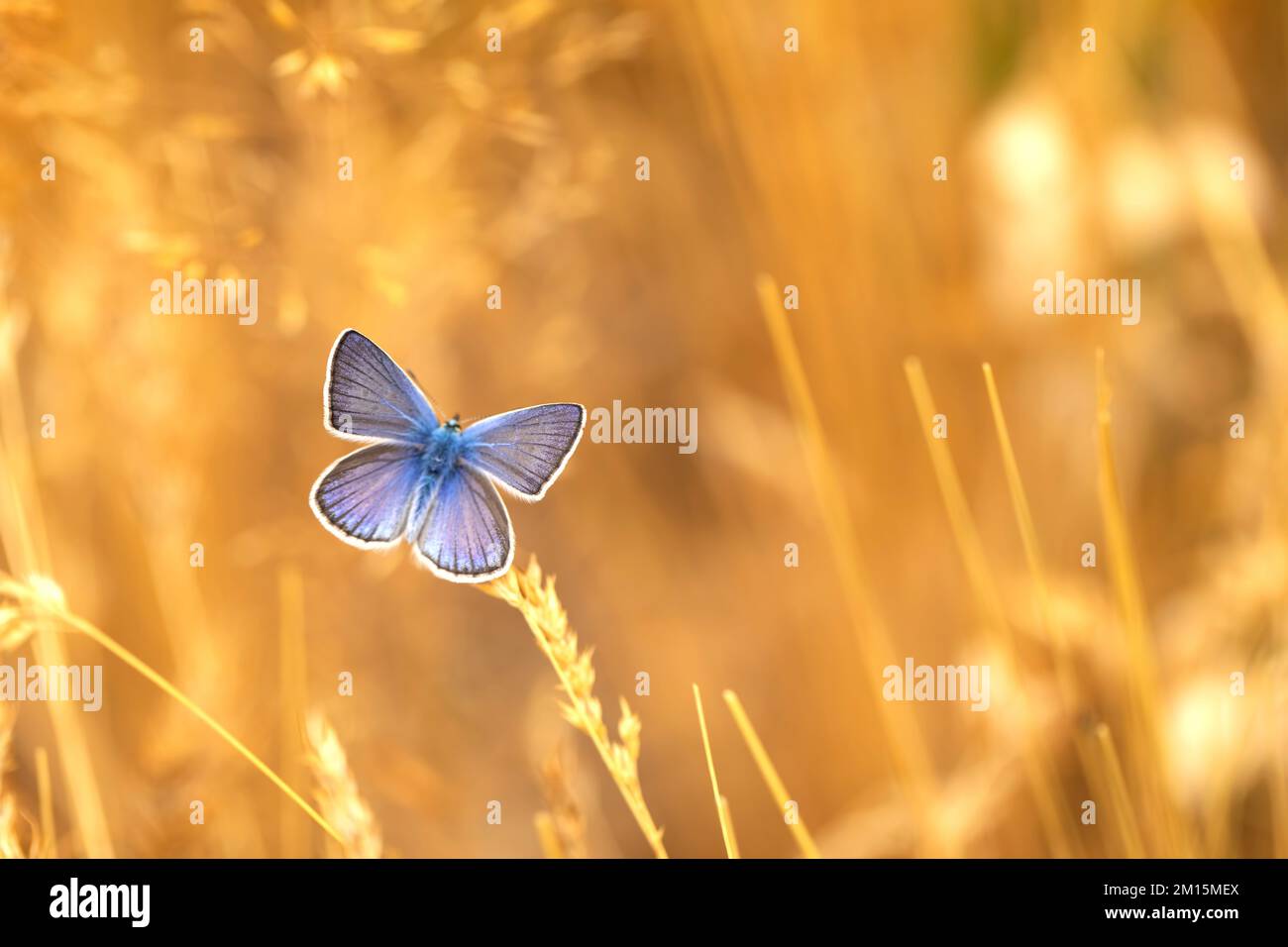 butterfly with wonderful upper wings blue Stock Photo - Alamy