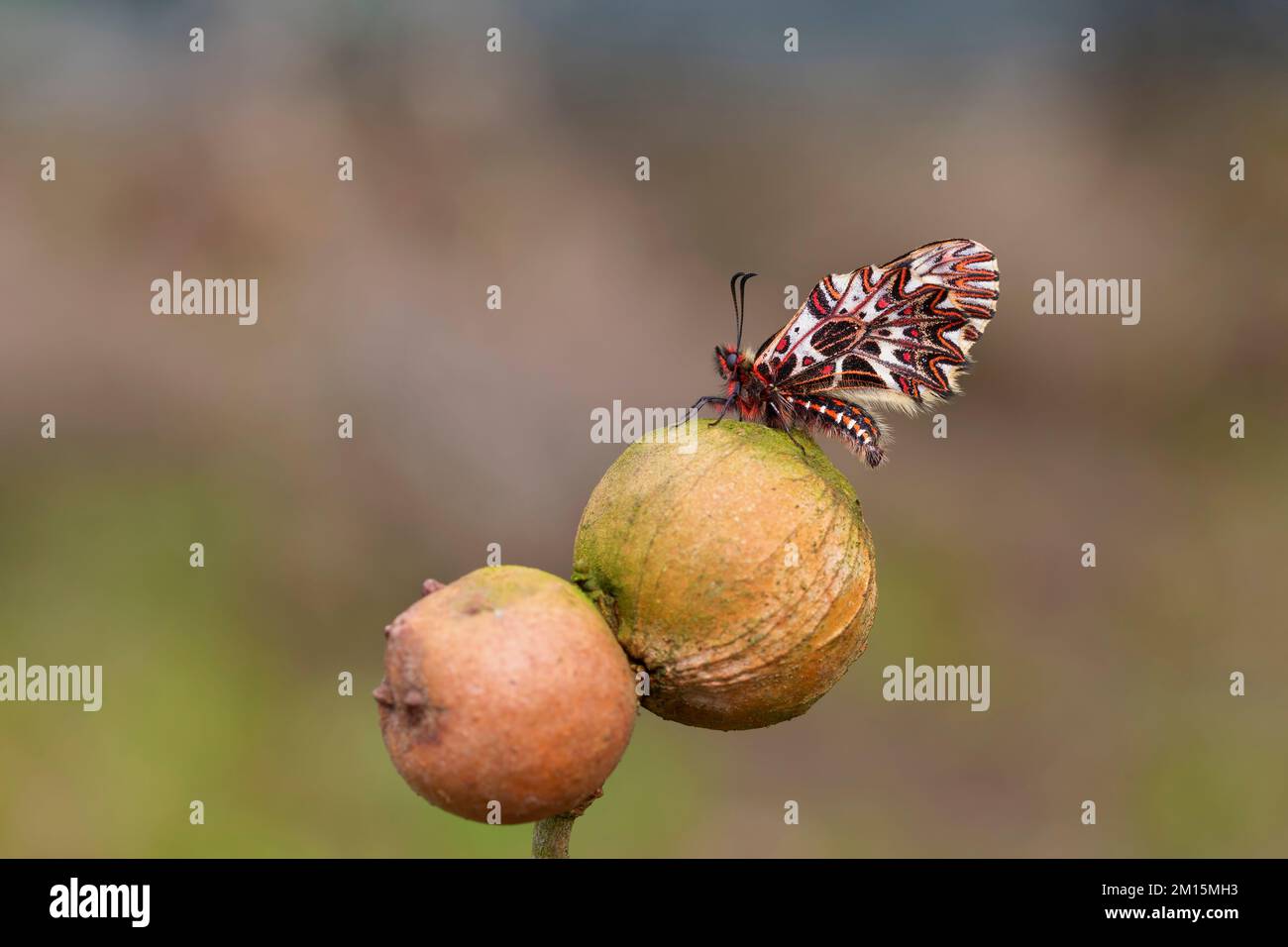 colorful bitterfly on dried plant Zerynthia polyxena Papilionidae Stock ...