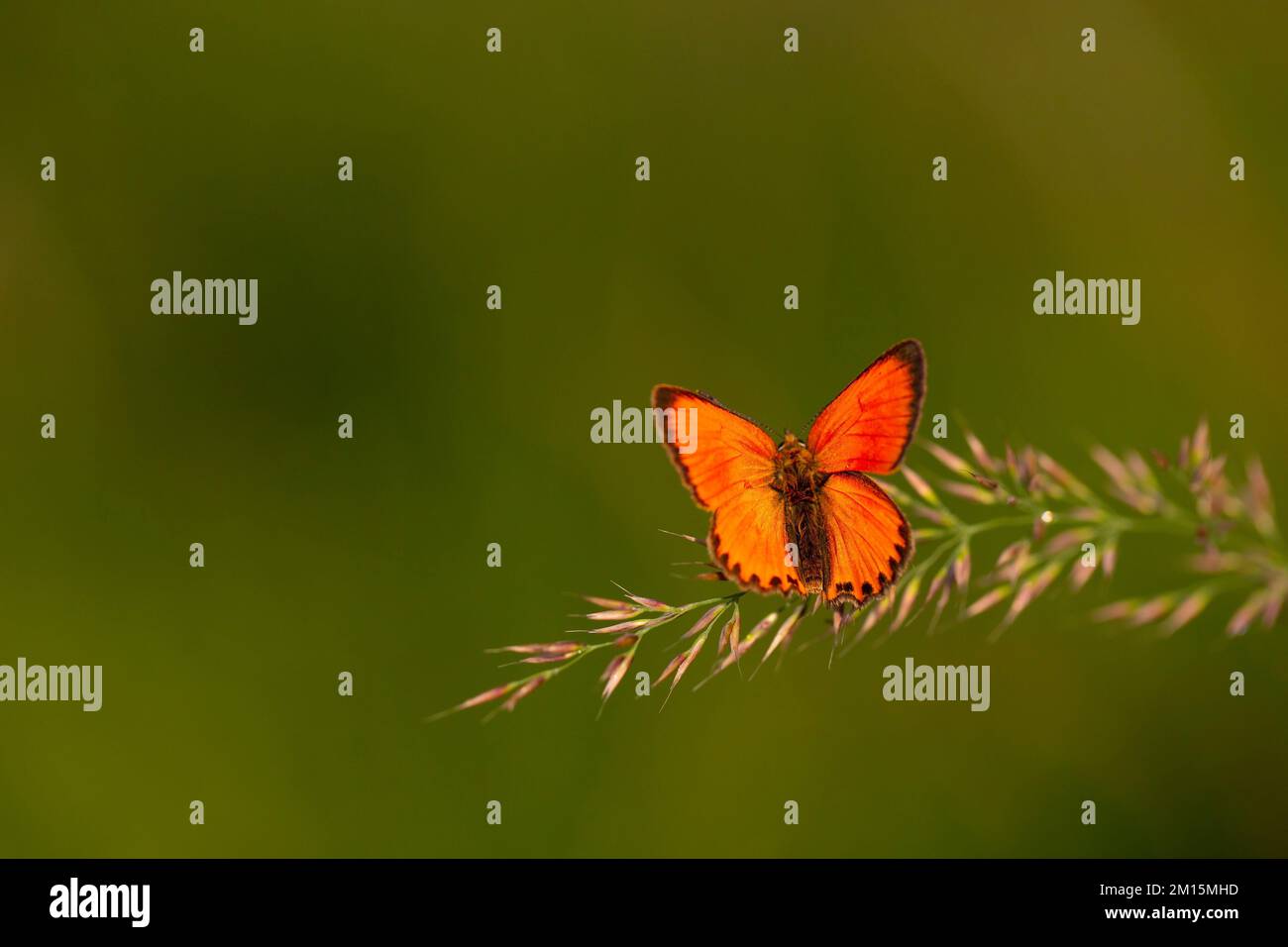 Tiny butterfly hi-res stock photography and images - Alamy