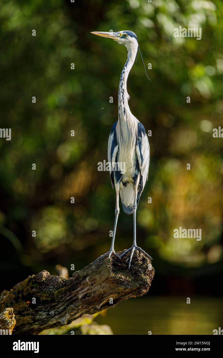 A grey heron in the wilderness of the Danube Delta in Romania Stock ...