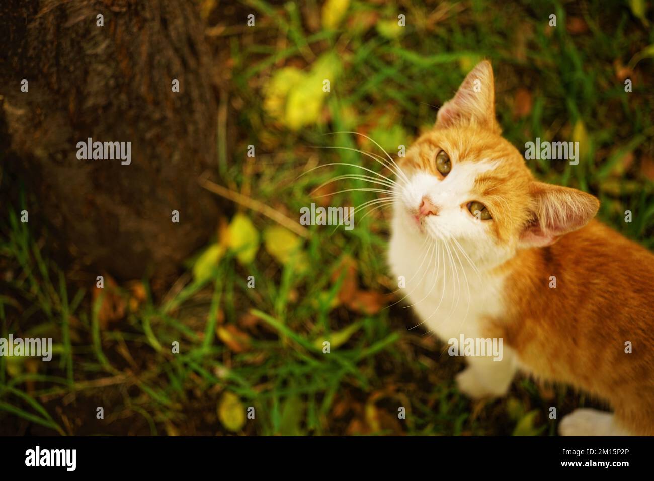Portrait of a young ginger white cat walk in the summer garden Stock ...
