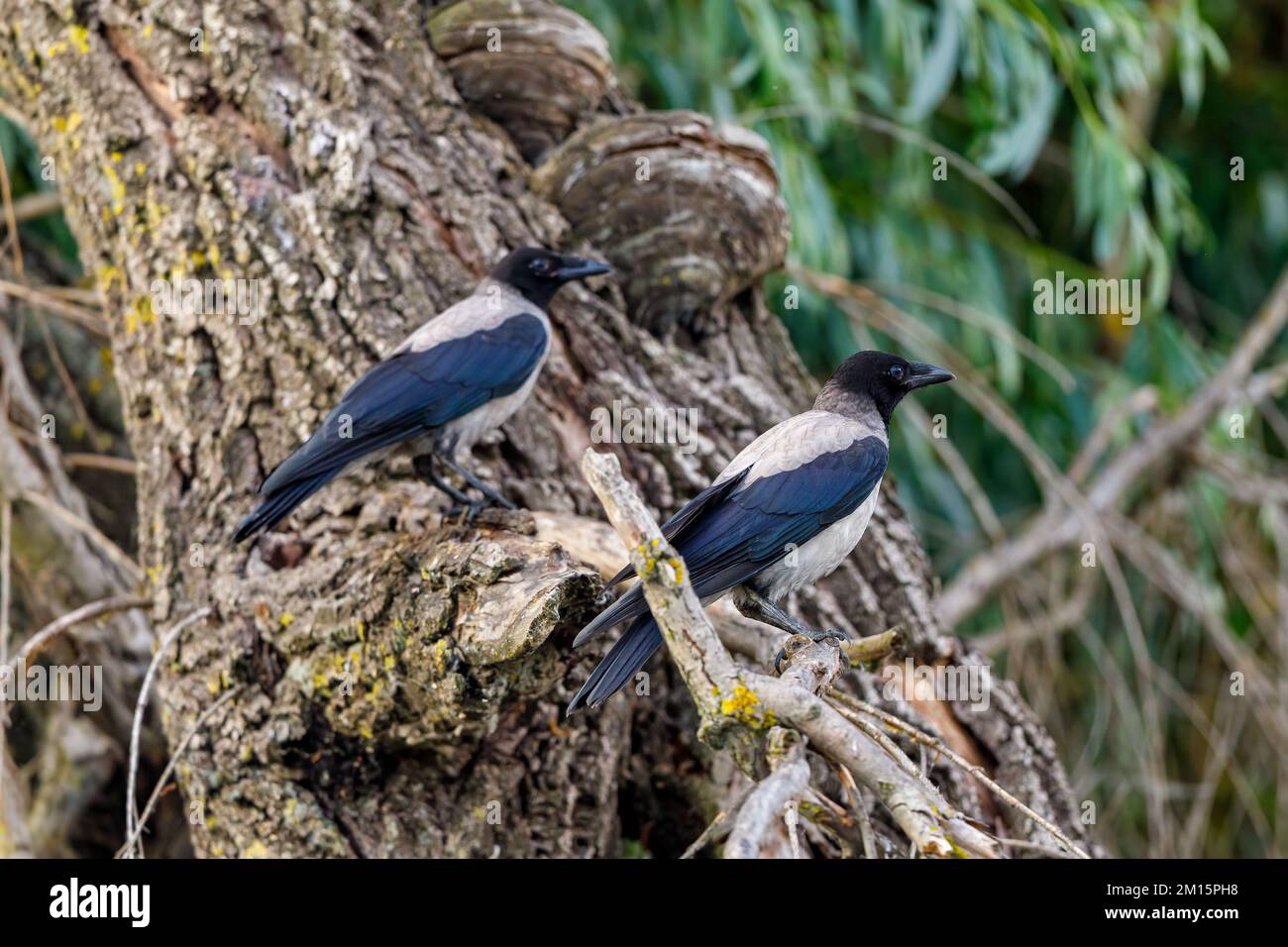 Two hooded crow corvus cornix hi-res stock photography and images - Alamy