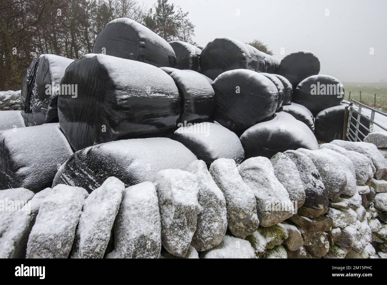 Overnight frost on black polywrap bales of winter feed, Back Lane Long ...