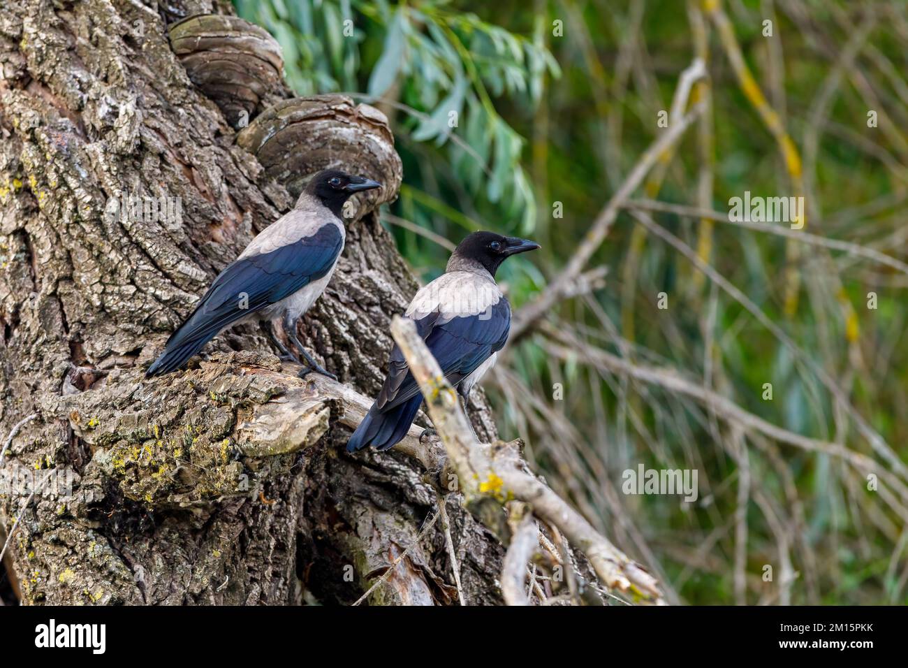 Two hooded crows hi-res stock photography and images - Alamy