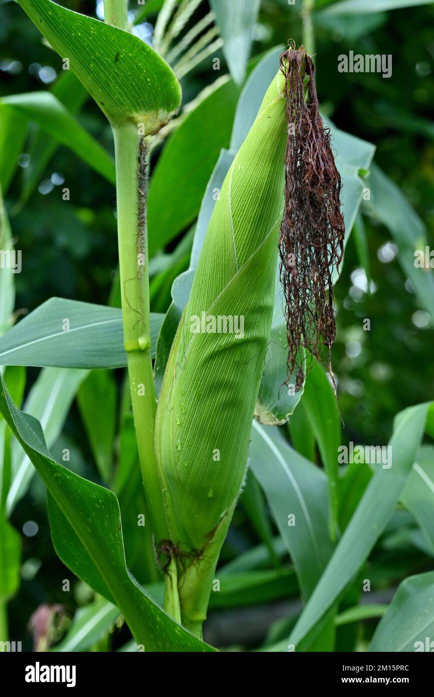 A vertical shot of a mature green corn cob plant on the farm Stock ...