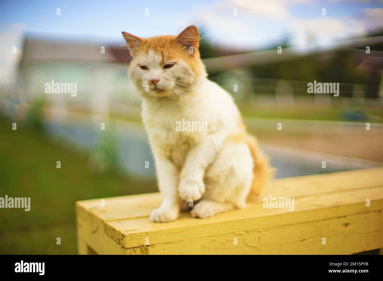 ginger white cat sits on a bench with his paw raised Stock Photo - Alamy