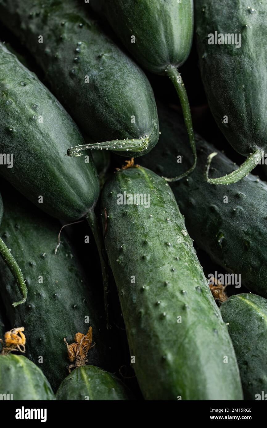 Top view full frame of assorted ripe green cucumber with thorns placed ...