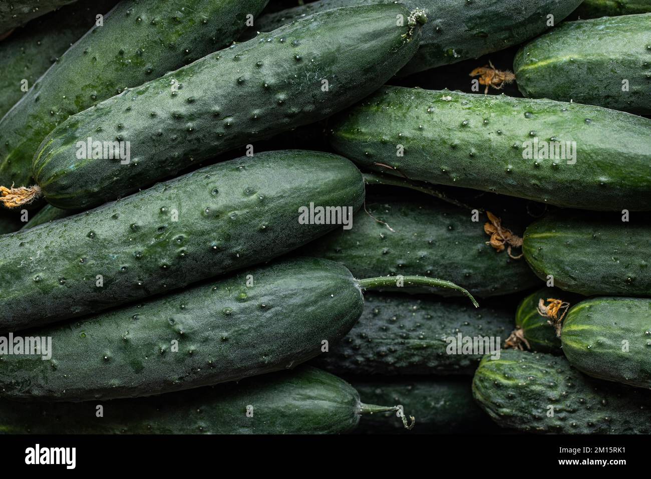 Thorn cucumber hi-res stock photography and images - Alamy
