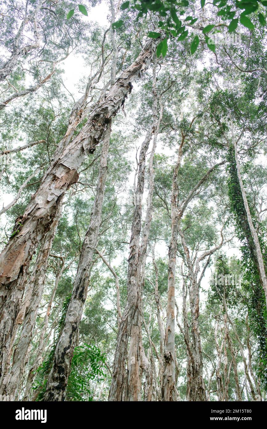 From below tall paperbark trees with green leaves growing in forest in ...