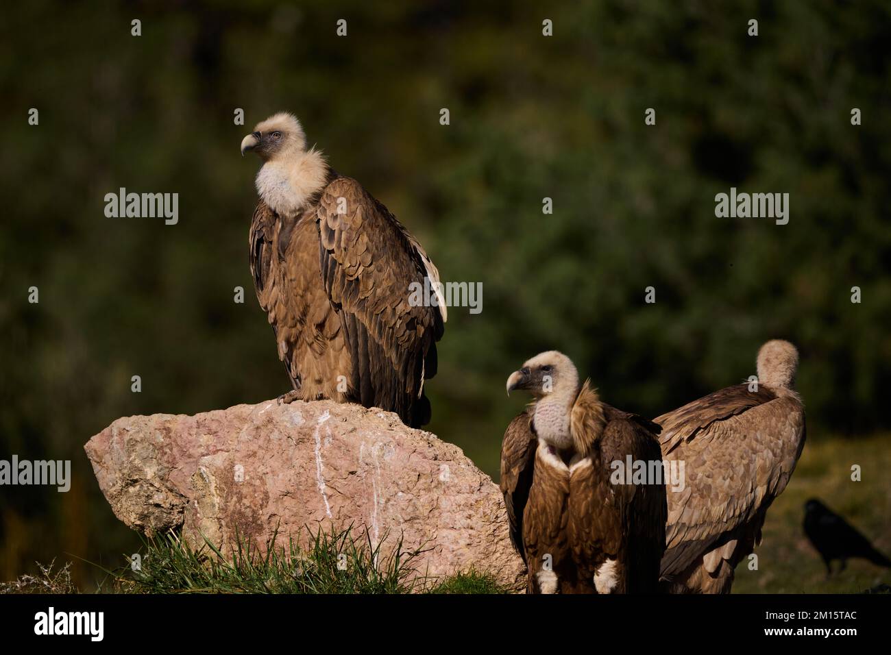 Wild large scavenger birds in rocky landscape in highland Stock Photo ...