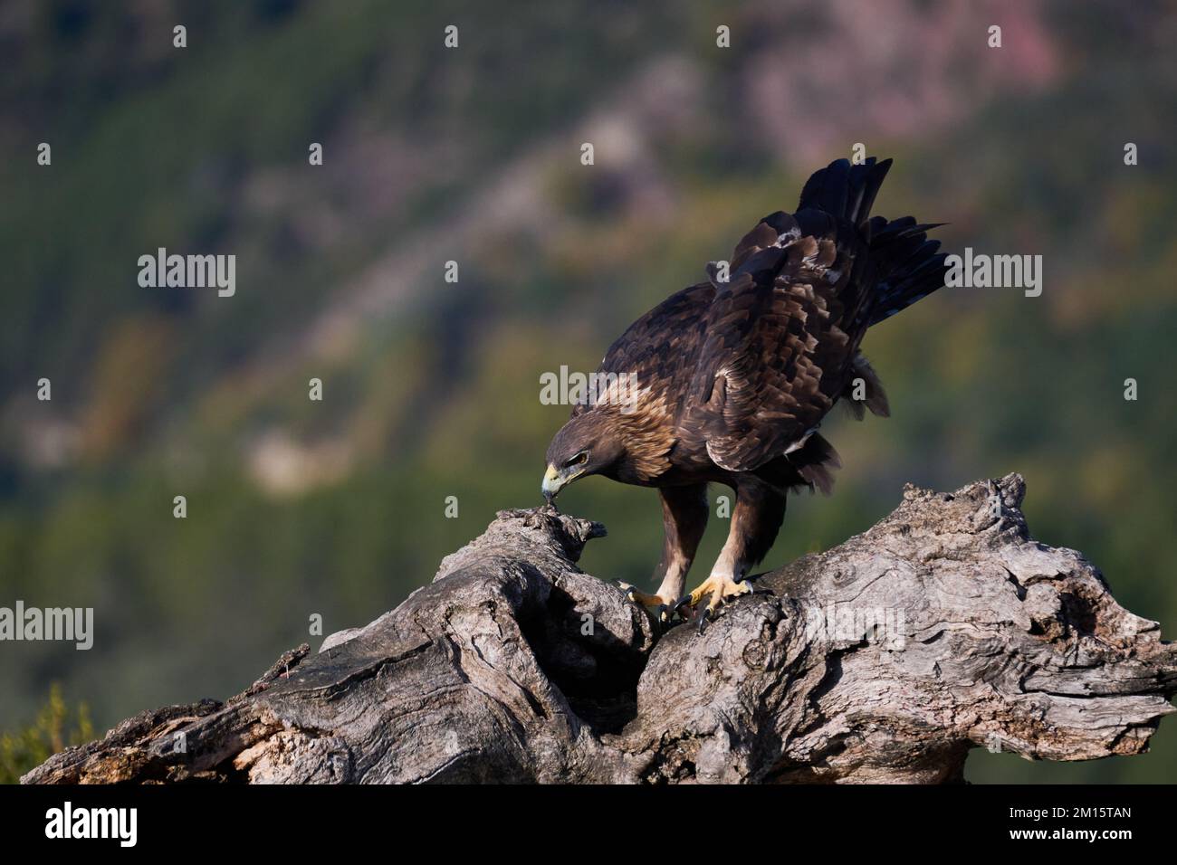 Side view graceful golden eagle sitting on wooden trunk in Pyrenees ...