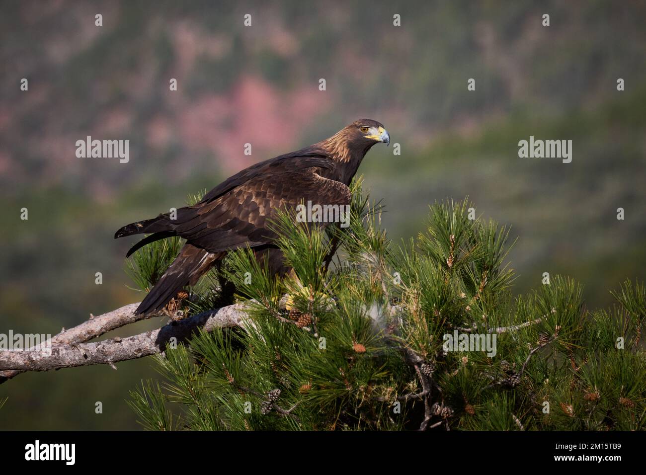 Side view of graceful golden eagle sitting on wooden trunk in Pyrenees ...