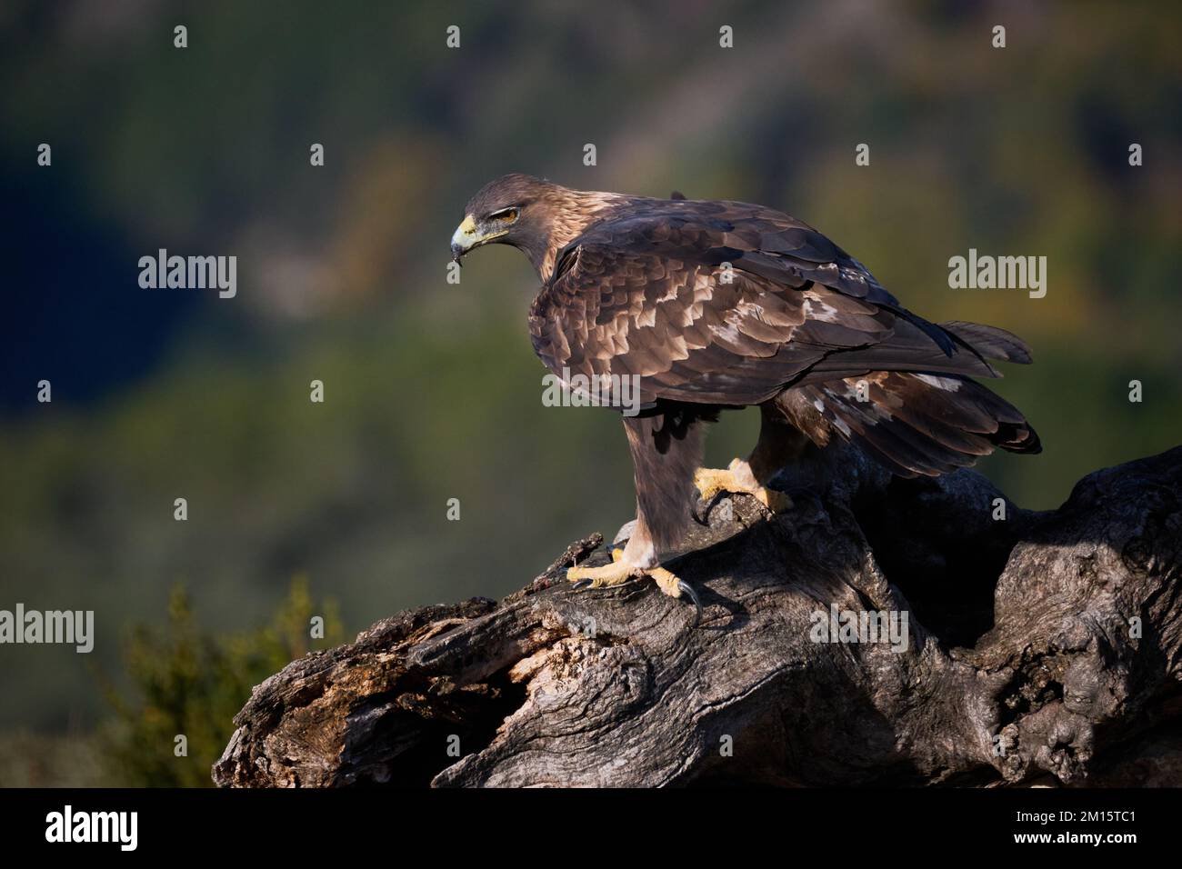 Side view graceful golden eagle sitting on wooden trunk in Pyrenees Stock Photo - Alamy