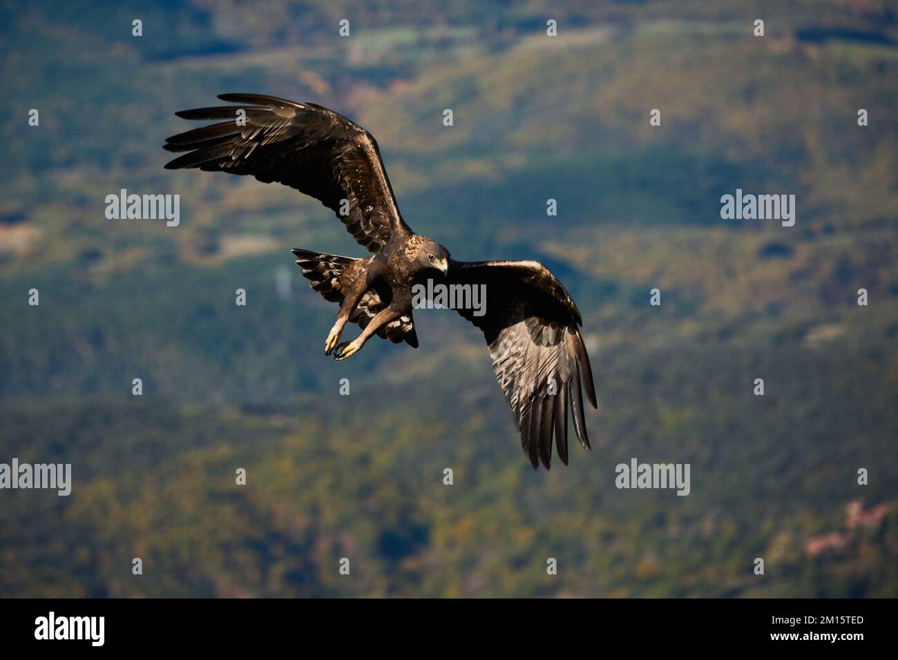 Predatory golden eagle flying over majestic mountainous valley near ...