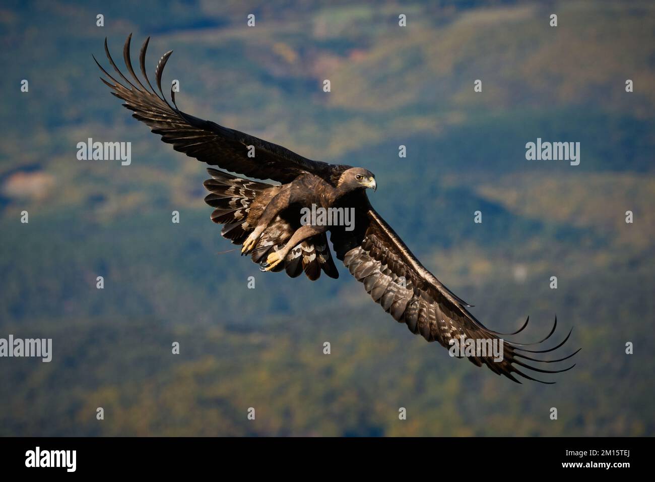Predatory golden eagle flying over majestic mountainous valley near ...