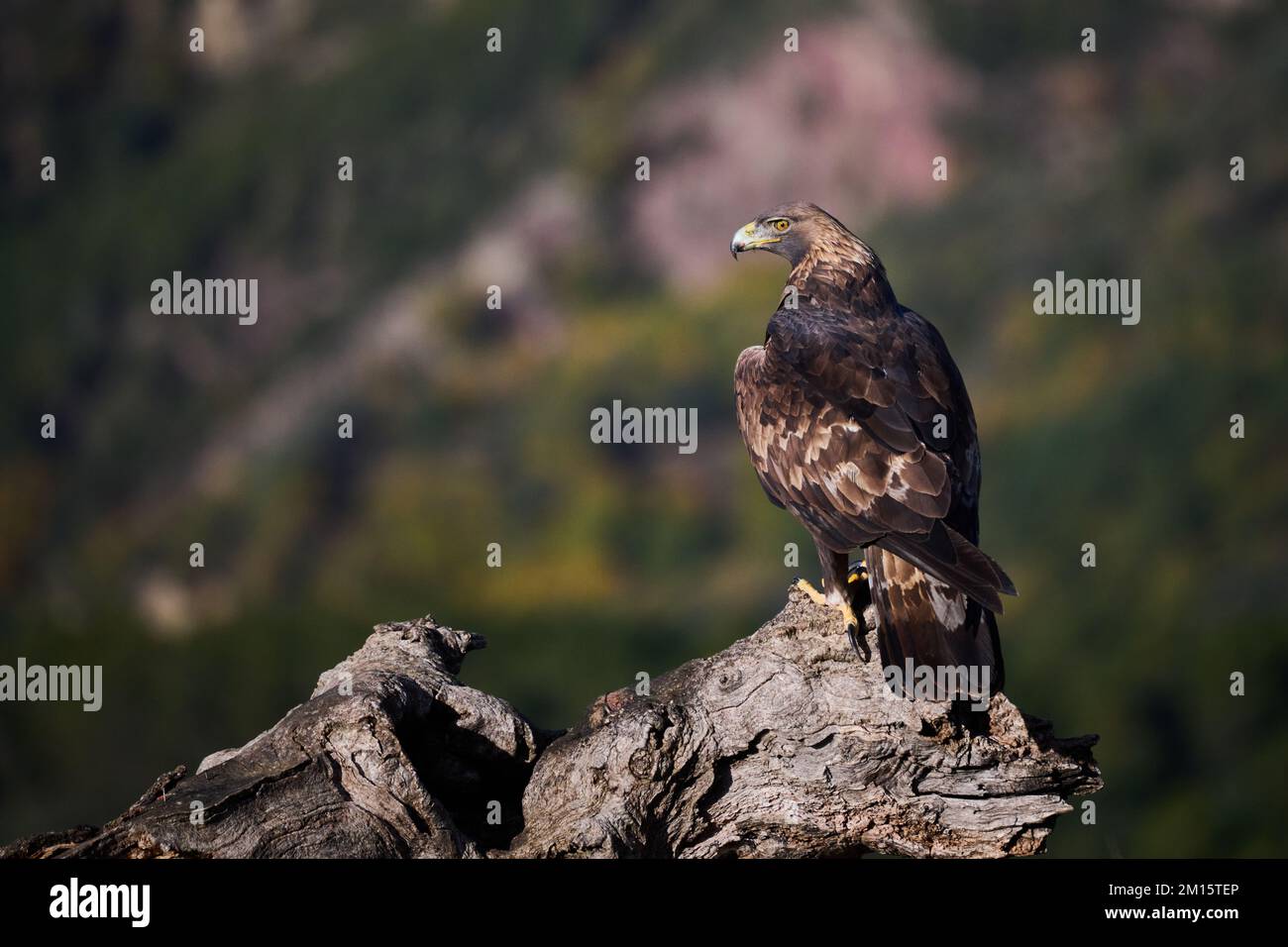 Back view of golden eagle sitting on wooden trunk in Pyrenees Stock ...