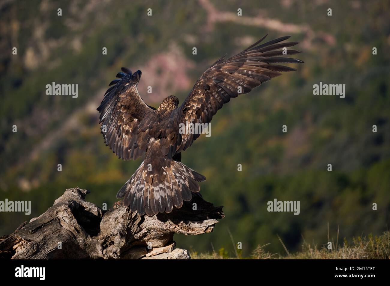 Back view of graceful golden eagle with wide wings sitting on wooden ...