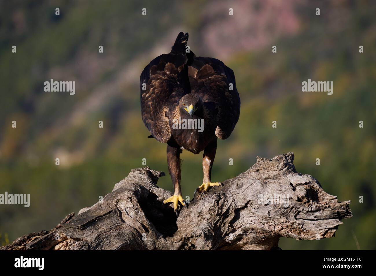 Back view of golden eagle sitting on wooden trunk in Pyrenees Stock ...