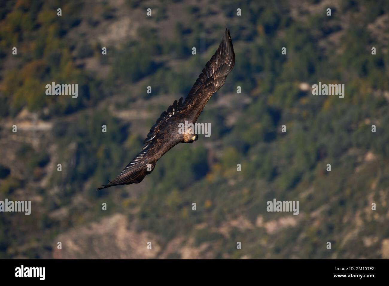 Golden eagle flying above mountain hi-res stock photography and images ...