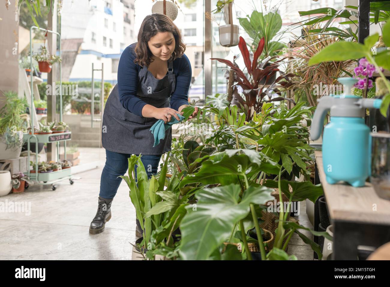 Female gardener in apron wiping dust from leaves taking care of plants ...