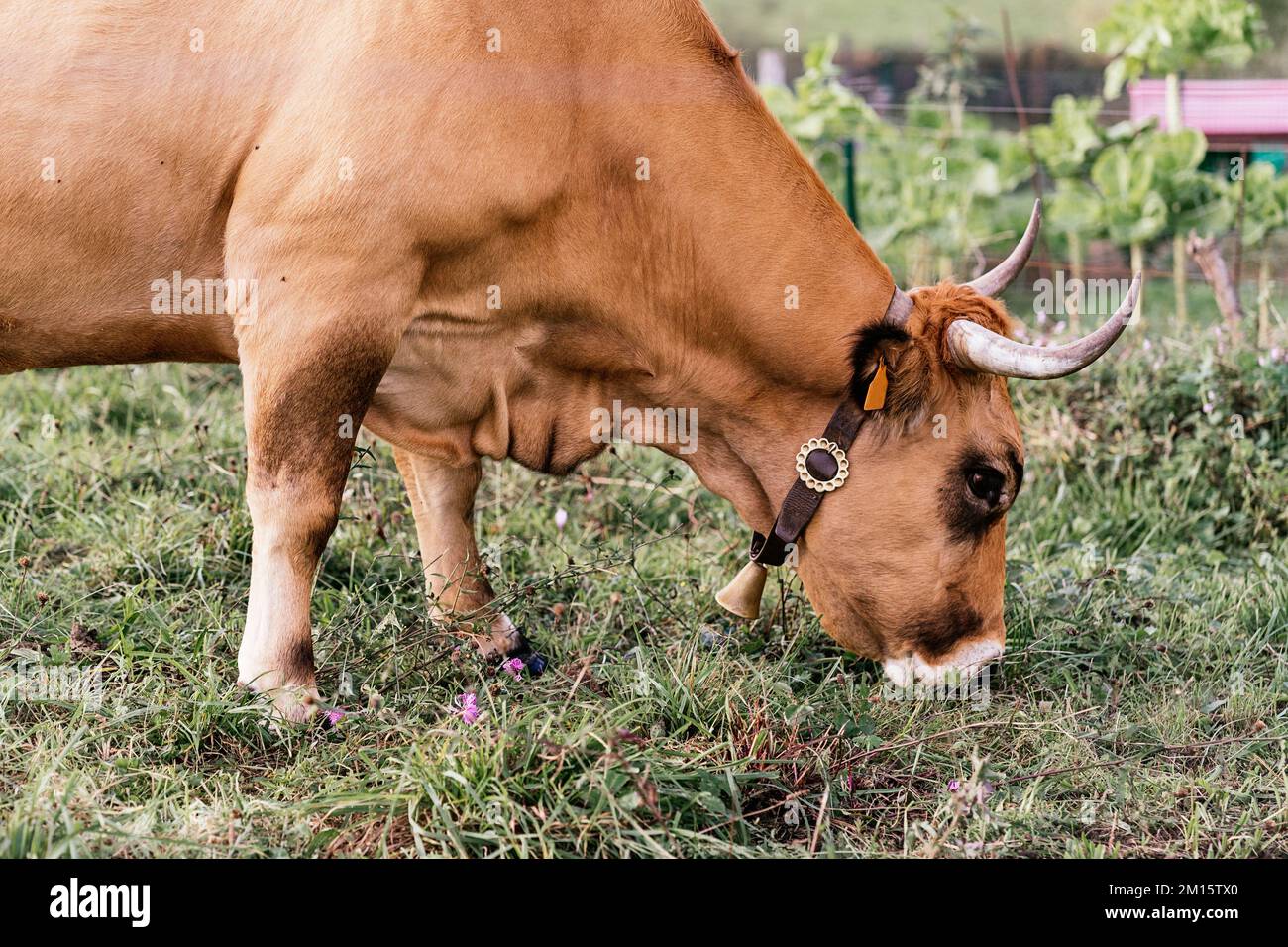 Bell around neck hi-res stock photography and images - Alamy