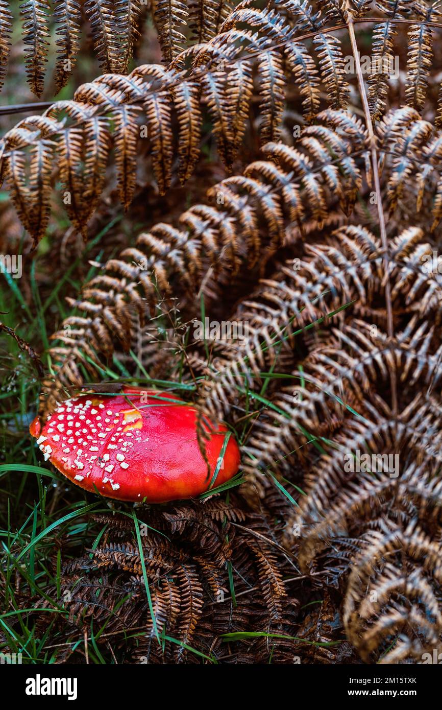From above of fly agaric with bright red cap growing on ground under ...