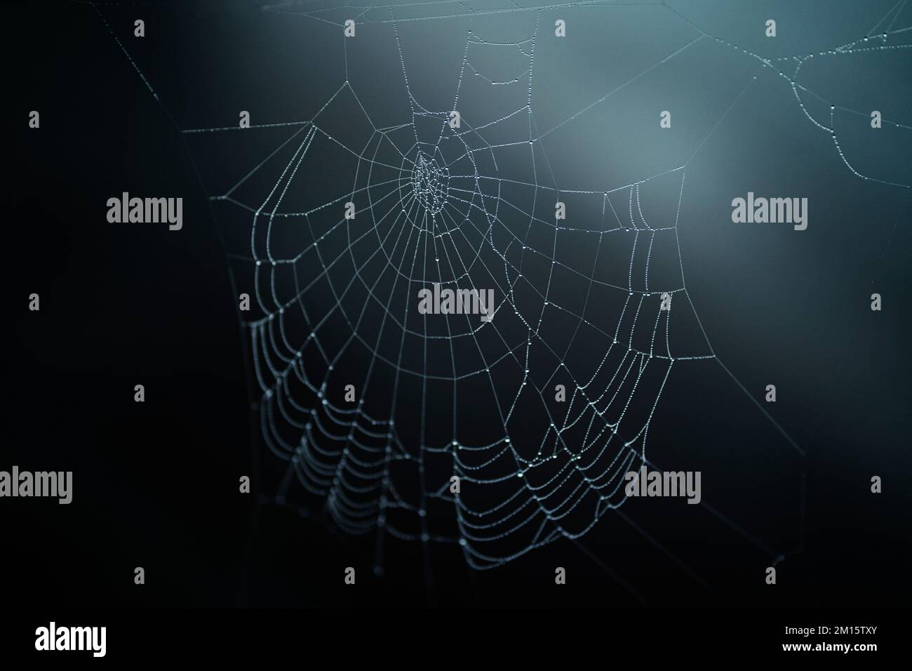 Minimalist web of wild spider with tiny drops of water shining in light ...