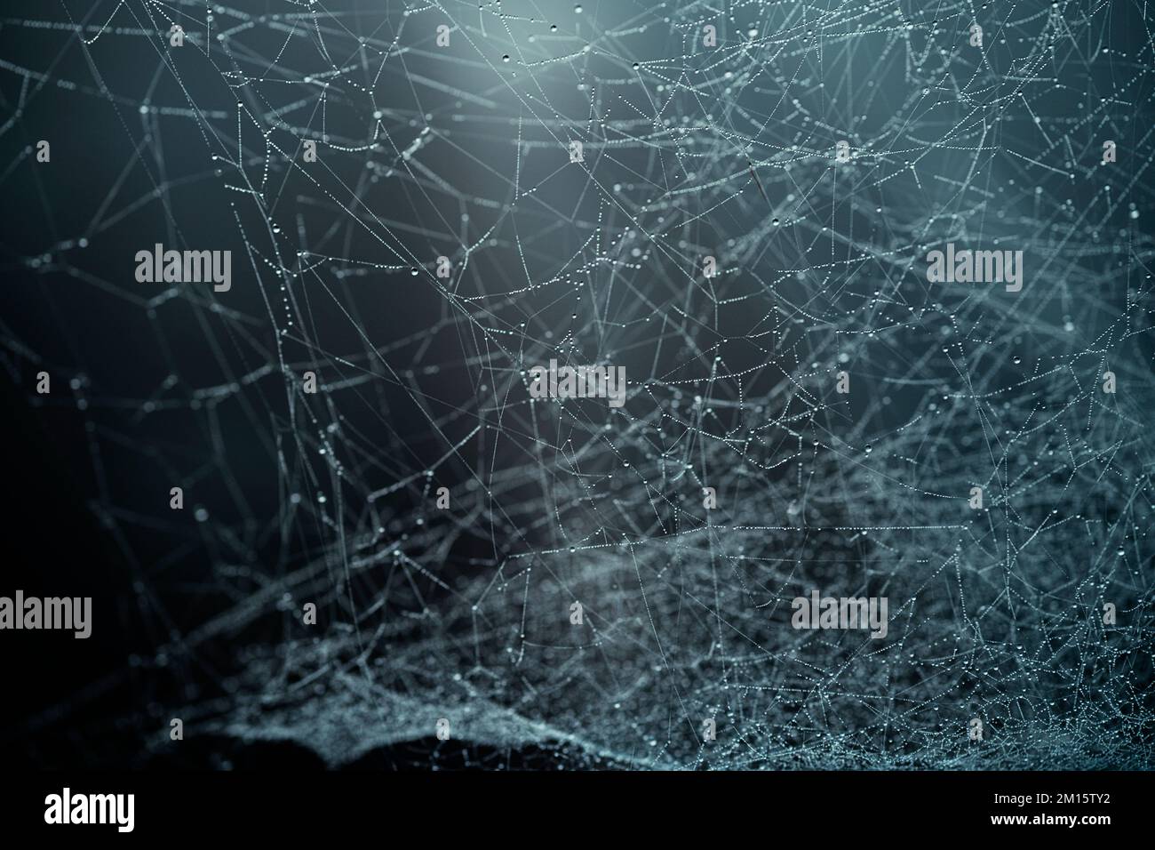 Web environment ecology fragile hi-res stock photography and images - Alamy