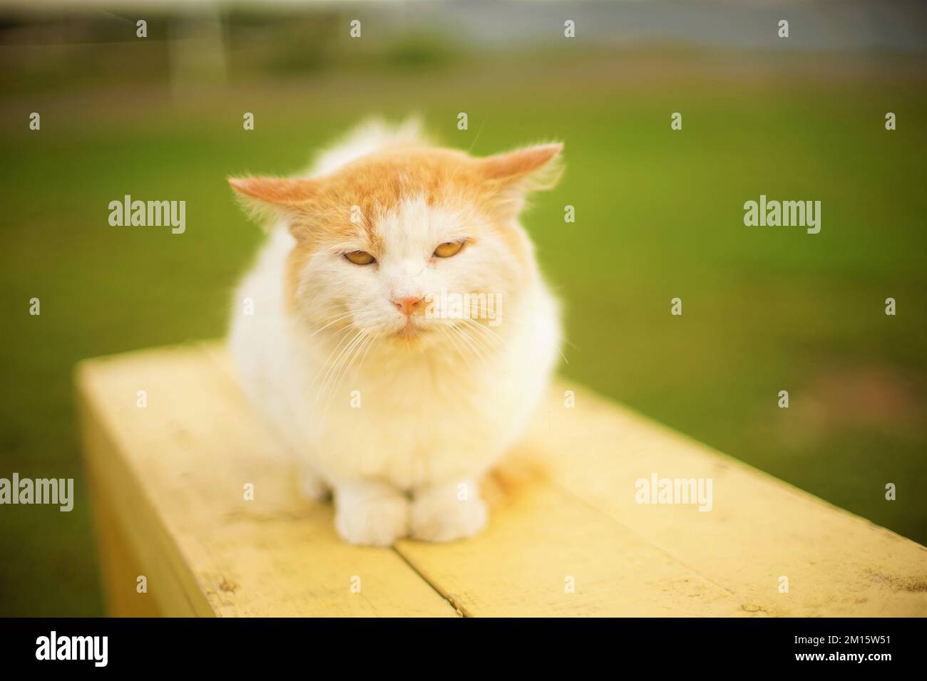 Yellow cat sitting on bench hi-res stock photography and images - Alamy