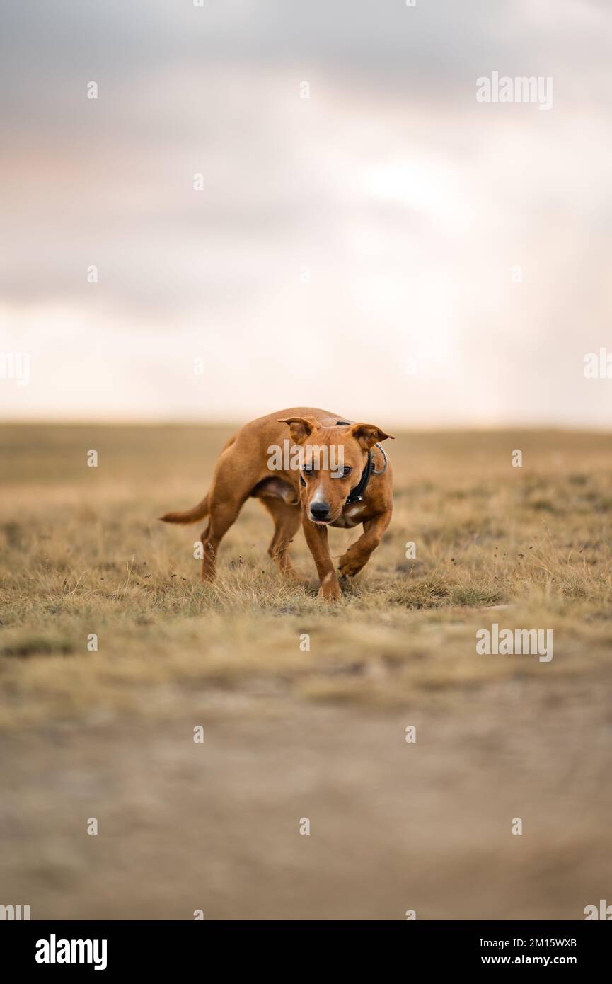 Adorable brown dog in collar walking on dry grass in mountains against ...