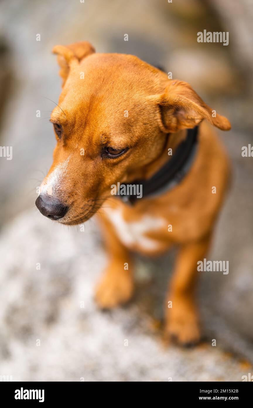 Little Maneto dog in collar looking around while standing on boulder in ...