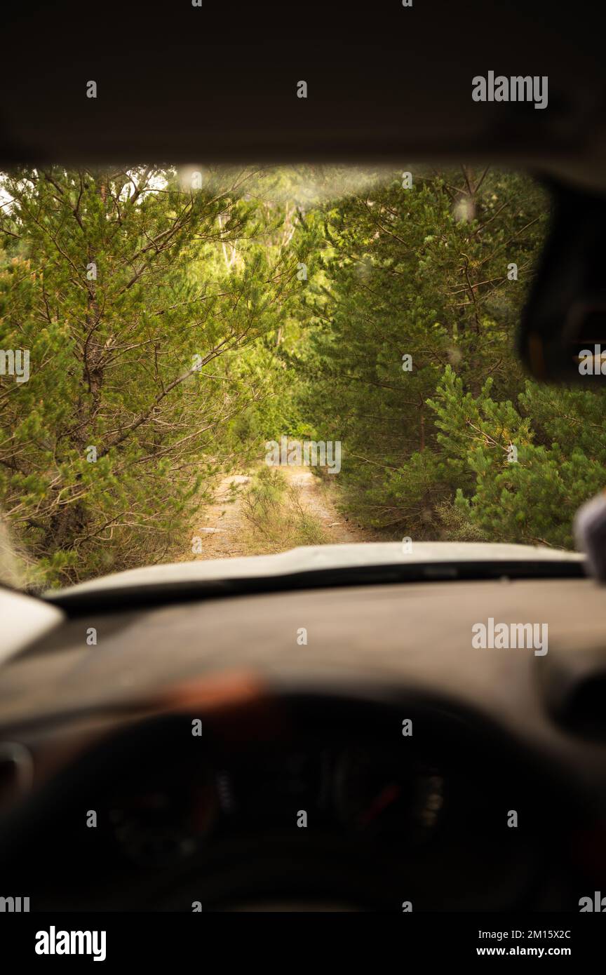 View through window of car on narrow roadway between green coniferous ...